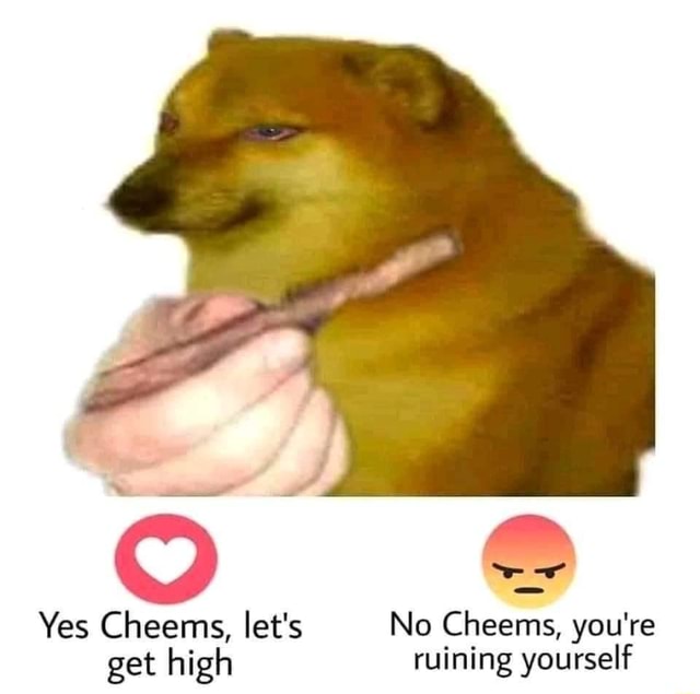 Yes Cheems, let's No Cheems, you're get high ruining yourself - iFunny