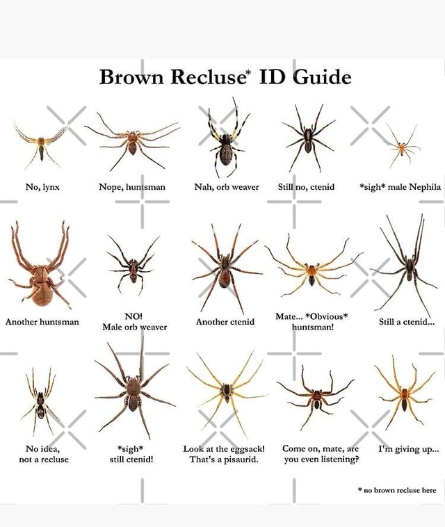 Brown Recluse* ID Guide sigh* male Nephila No, lynx Nope, hunisman Nah ...