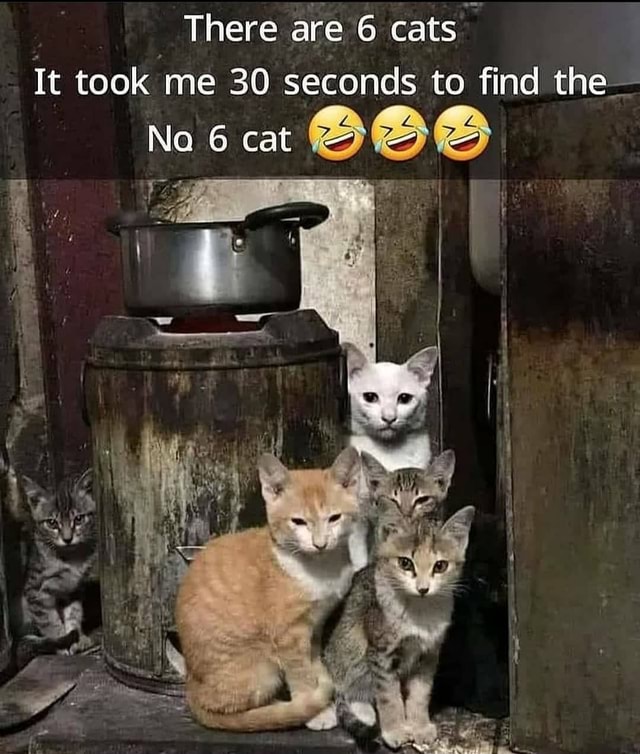 There are 6 cats" It took me 30 seconds to find the - Na 6 cat 2680 ...