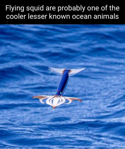 Flying squid are probably one of the cooler lesser known ocean animals ...