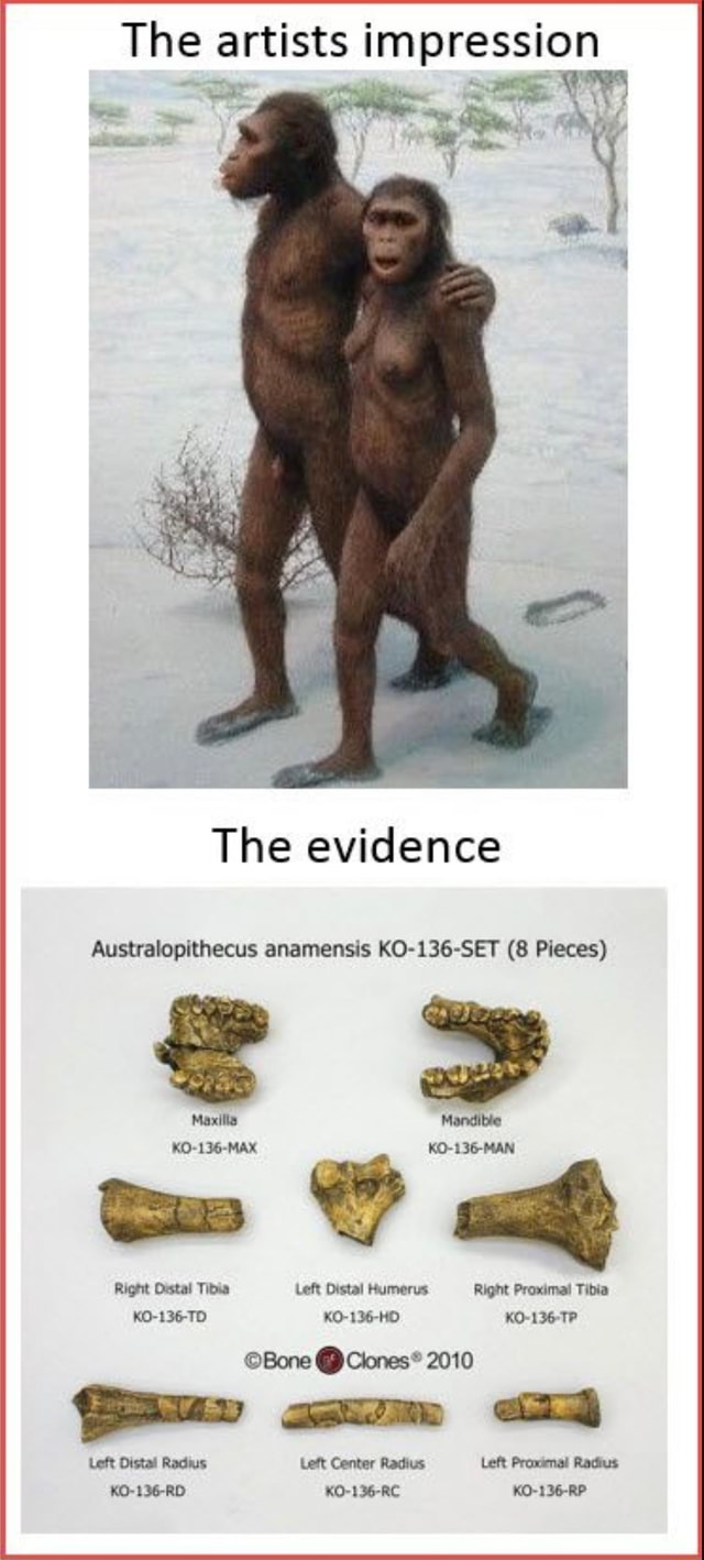 The artists impression The evidence Australopithecus anamensis KO-136-SET (8 Pieces) Maxilla ...