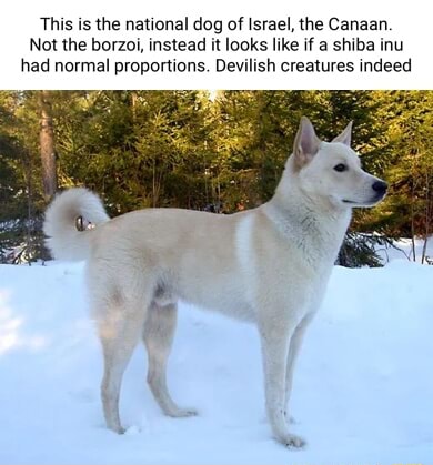 This is the national dog of Israel, the Canaan. Not the borzoi, instead ...