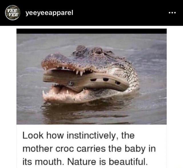 Yeeyeeapparel Look how instinctively, the mother croc carries the baby ...