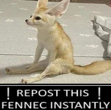 REPOST THIS I FENNEC INSTANTLY - iFunny