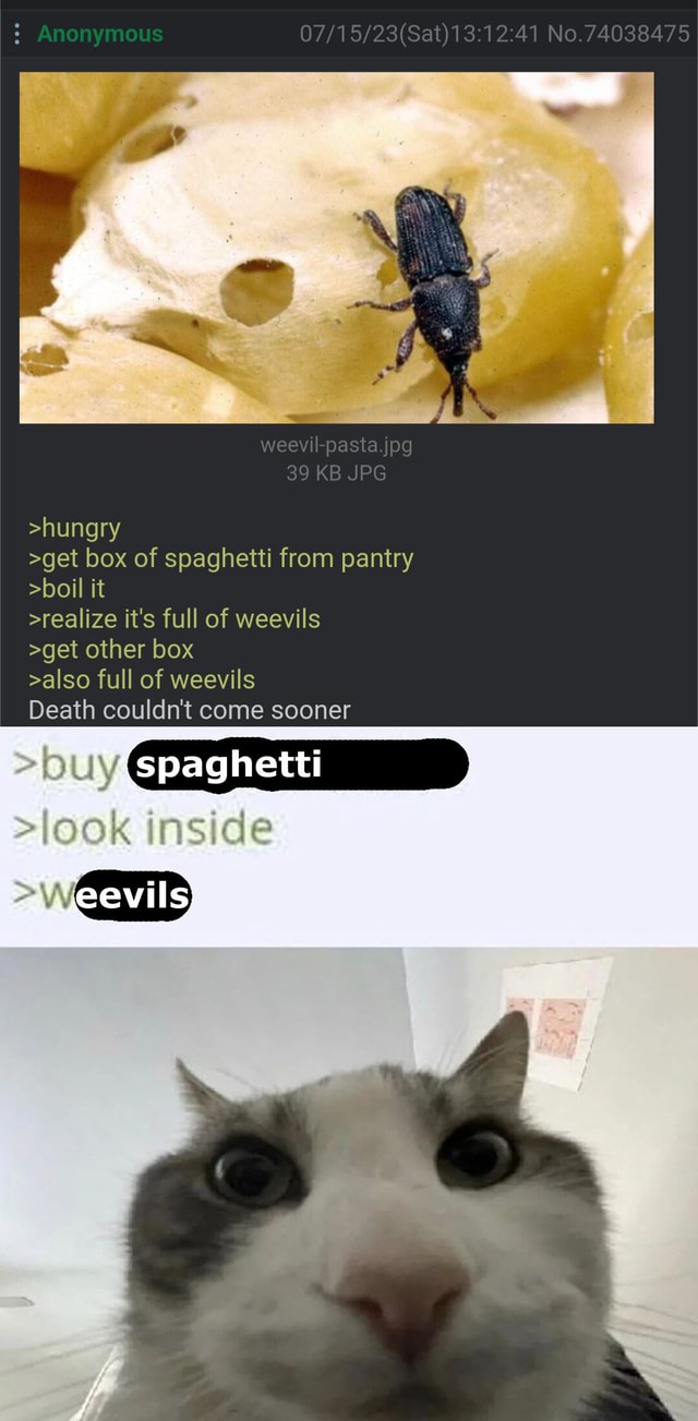 >hungry weevil pasta jpg 39 KB JPG >get box of spaghetti from pantry ...