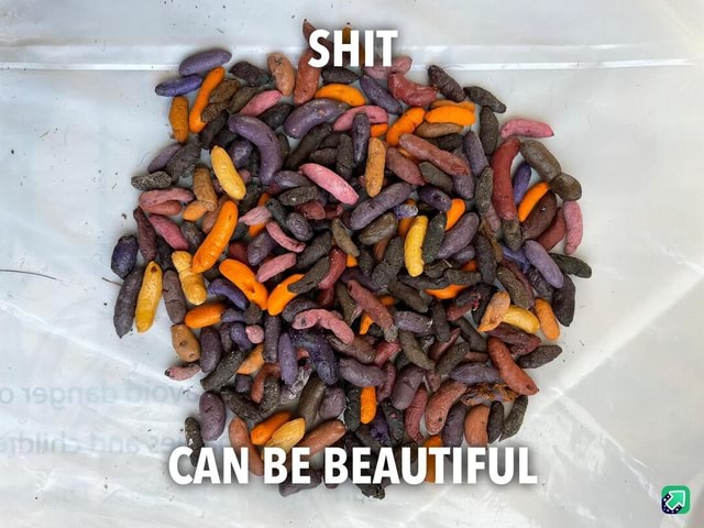 You are now looking at the prettiest rat poop you will ever see. Edit ...