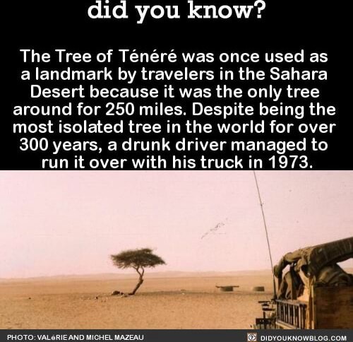 Did you know? The Tree of Tener was once used as a landmark by ...