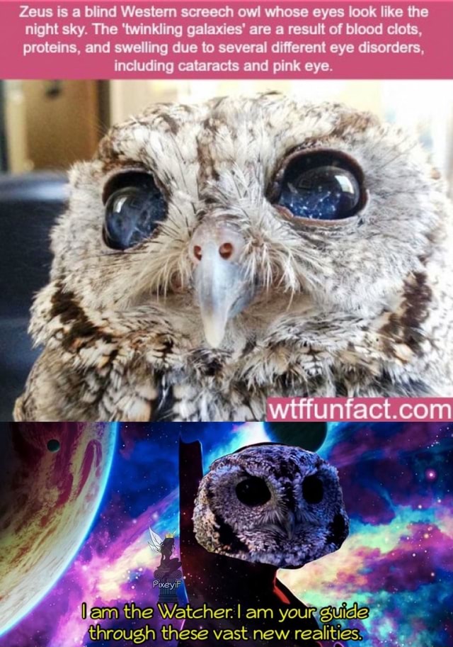 Zeus is a blind Western screech owl whose eyes look like the night sky ...