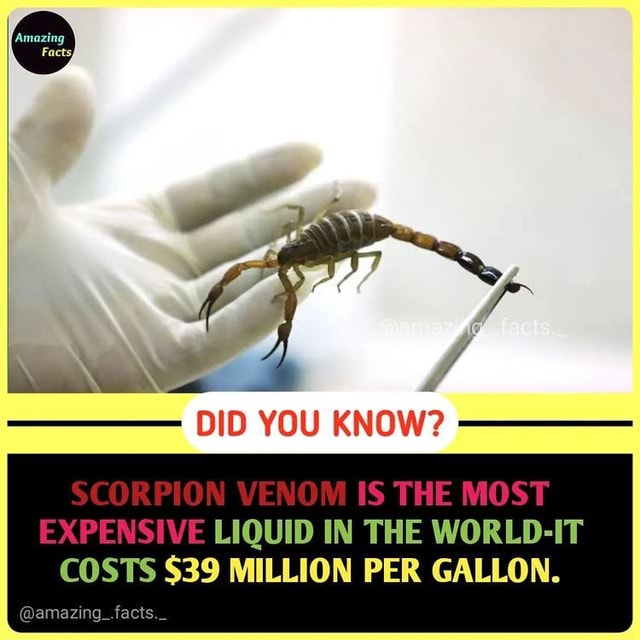 DID YOU KNOW? SCORPION VENOM IS THE MOST EXPENSIVE LIQUID IN THE WORLD ...