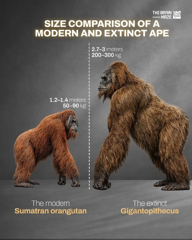 THE BARIN MAZE SIZE COMPARISON OF A MODERN AND EXTINCT APE Melers 200 ...