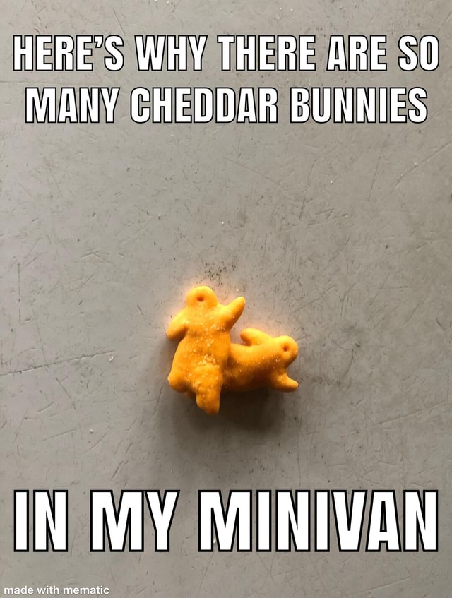 HERE'S WHY THERE ERE ARE SO MANY CHEDDAR BUNNIES IN MINIVAN - America’s ...