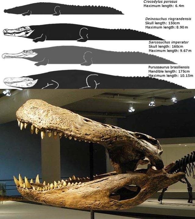 Lylus porosus Maximum length: 6.4m Deinosuchus riograndensis Skull ...