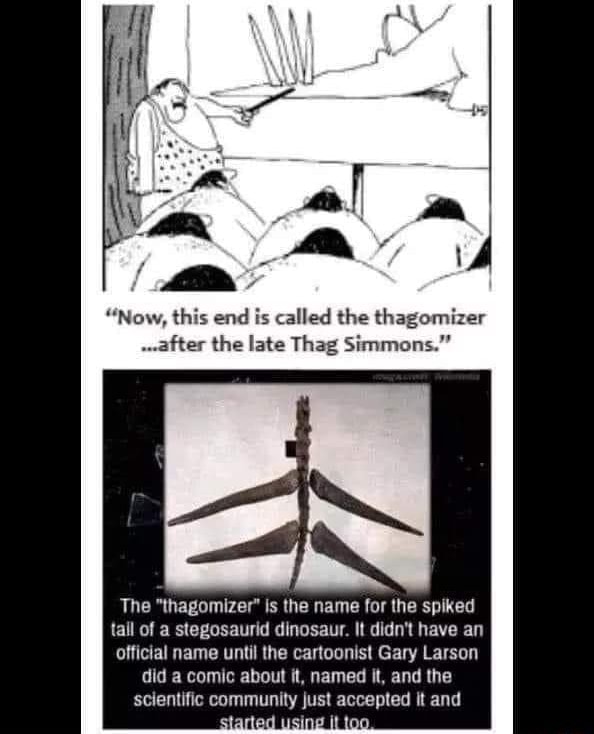 "Now, this end is called the thagomizer after the late Thag Simmons ...