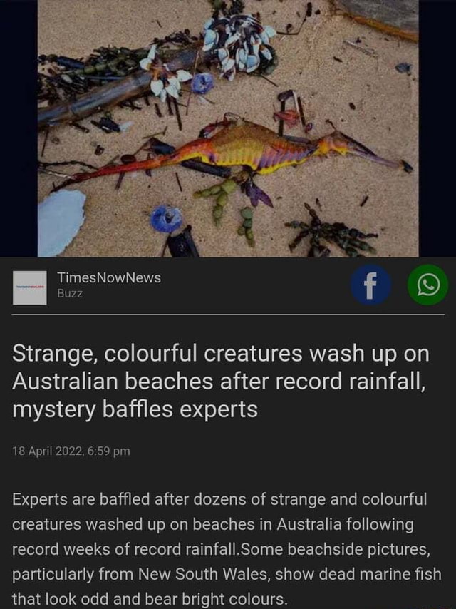 TimesNowNews Buzz Strange, colourful creatures wash up on Australian ...
