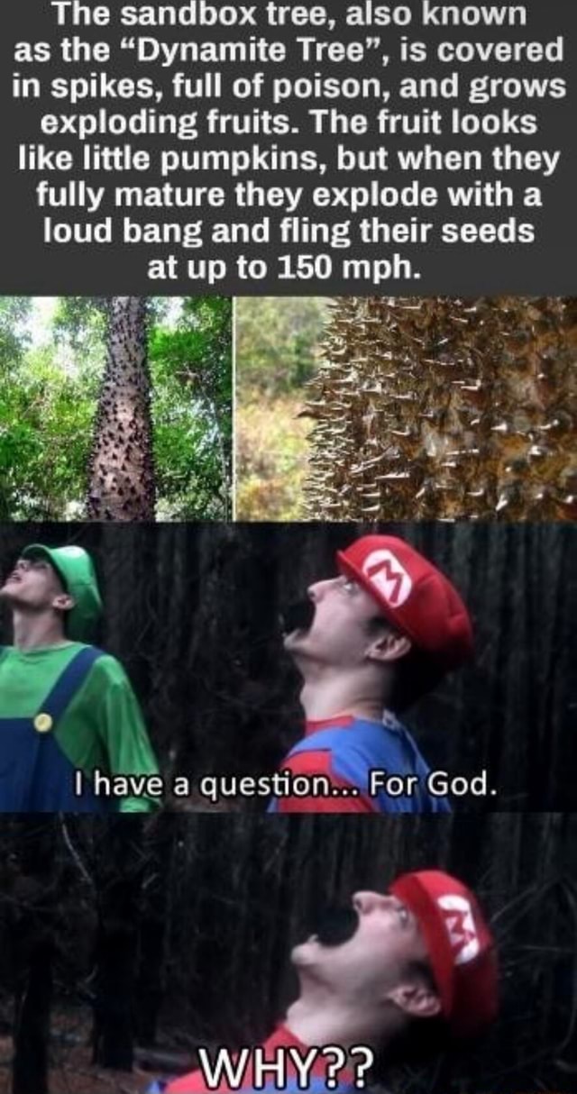 The sandbox tree, also known as the "Dynamite Tree", is covered in ...