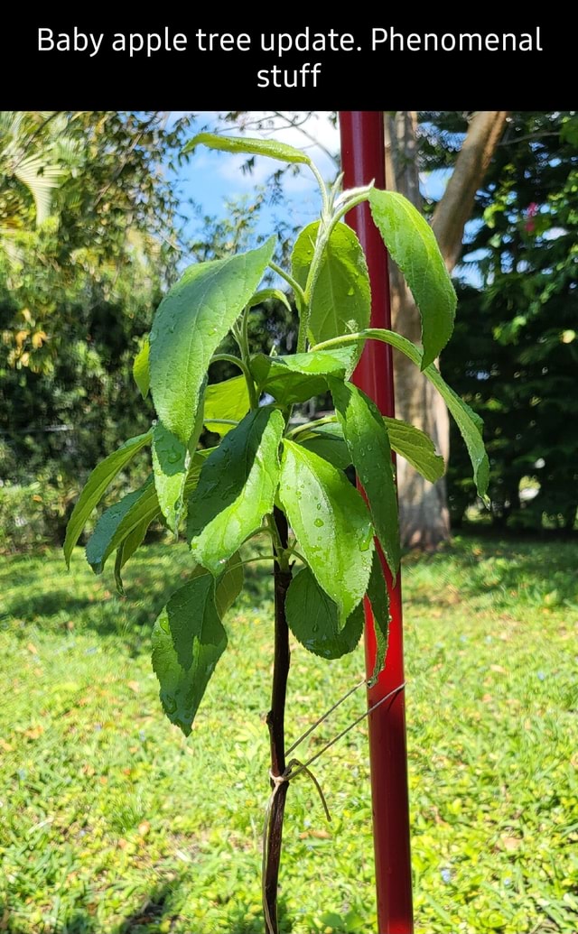 Baby apple tree update. Phenomenal stuff - iFunny