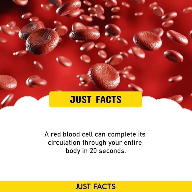 JUST FACTS A red blood cell can complete its circulation through your ...