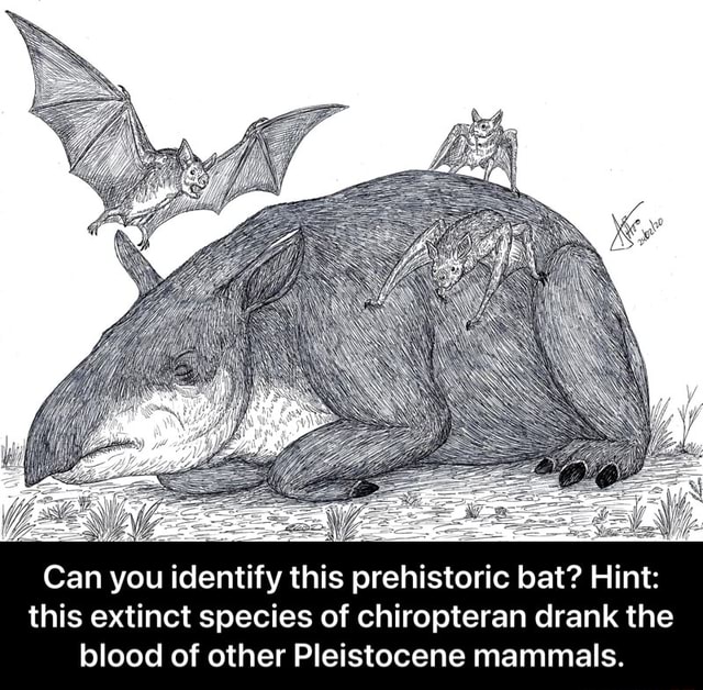 Can you identify this prehistoric bat? Hint: this extinct species of ...