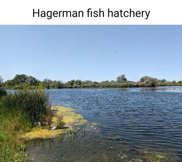 Hagerman fish hatchery - iFunny