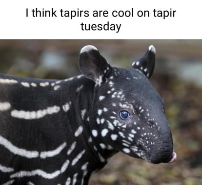 Think tapirs are cool on tapir tuesday - iFunny