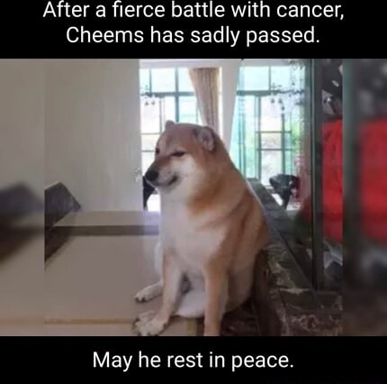 After a fierce battle with cancer, Cheems has sadly passed. May he rest ...