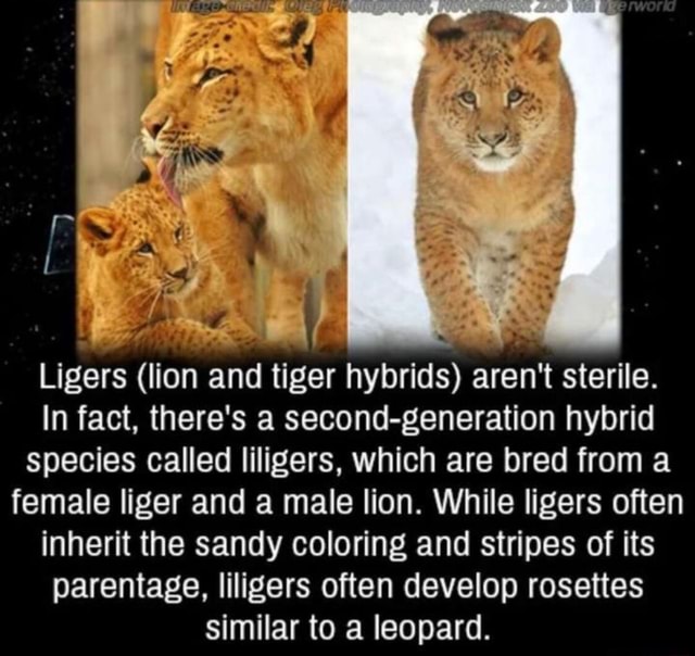 Ligers (lion and tiger hybrids) aren‘t sterile. In fact, there's a ...