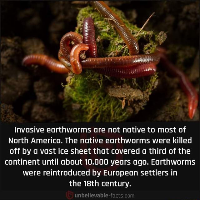Invasive earthworms are not native to most of North America. The native ...