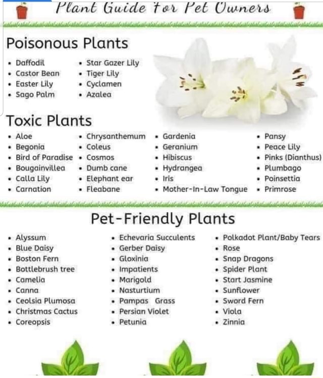 Plant Guide fer Feb Owners Poisonous Plants Daffodil Star Gazer Lily ...