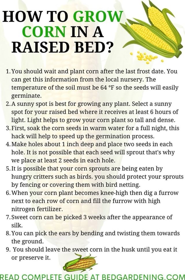 HOW TO GROW CORN INA RAISED BED? 1. You should wait and plant corn ...