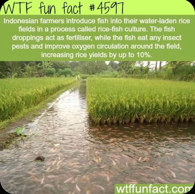 ANTE fun fact Indonesian farmers introduce fish into their water-laden ...