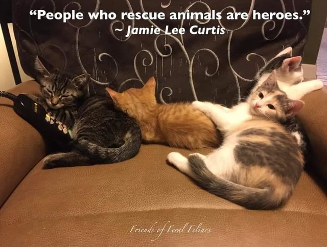 "People who rescue animals are heroes." ~ Jamie Lee Curtis of fe ...