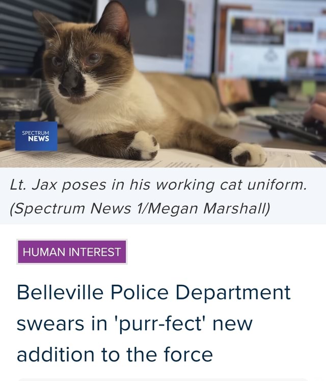 SPECTRUM NEWS Lt. Jax poses in his working cat uniform. (Spectrum News ...