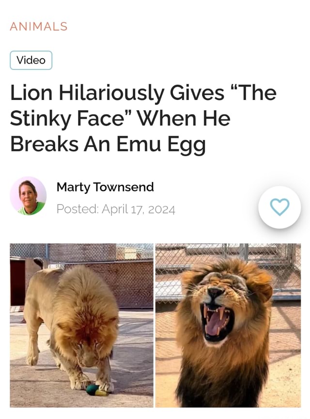 ANIMALS Video Lion Hilariously Gives "The Stinky Face" When He Breaks ...