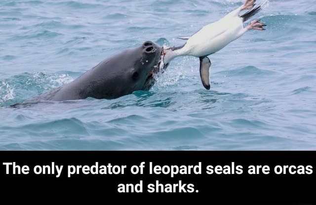 The only predator of leopard seals are orcas and sharks. - The only ...