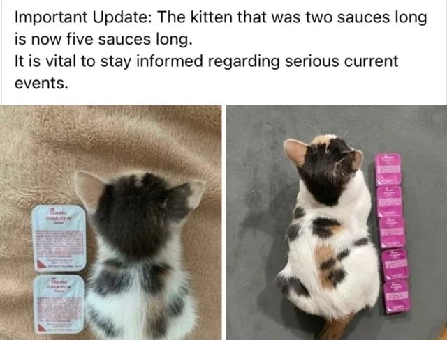 Important Update: The kitten that was two sauces long is now five ...