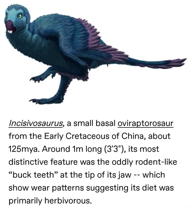 Incisivosaurus, a small basal oviraptorosaur from the Early Cretaceous ...