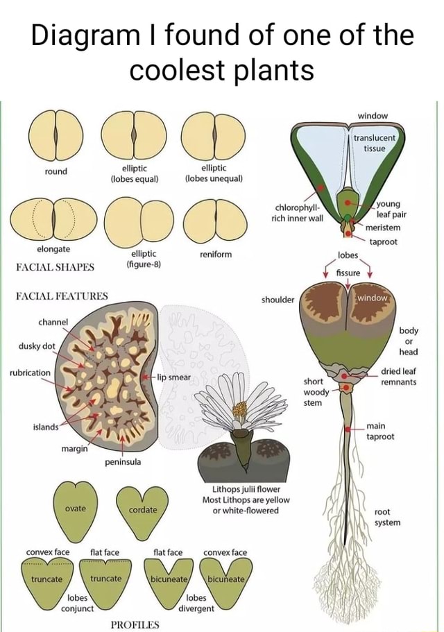 Diagram I found of one of the coolest plants window elliptic elliptic ...