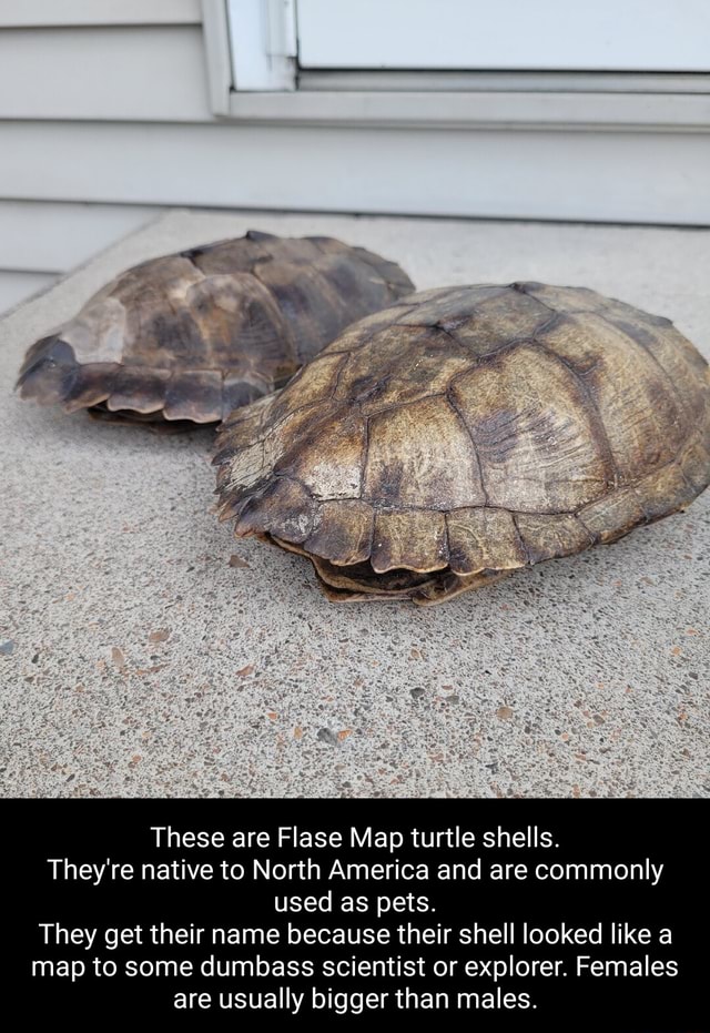 These are Flase Map turtle shells. They're native to North America and ...