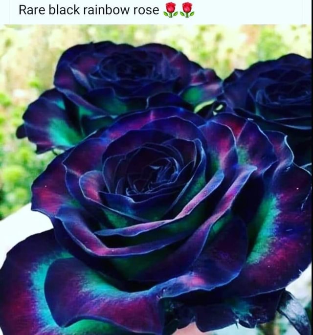 Rare black rainbow rose - America’s best pics and videos