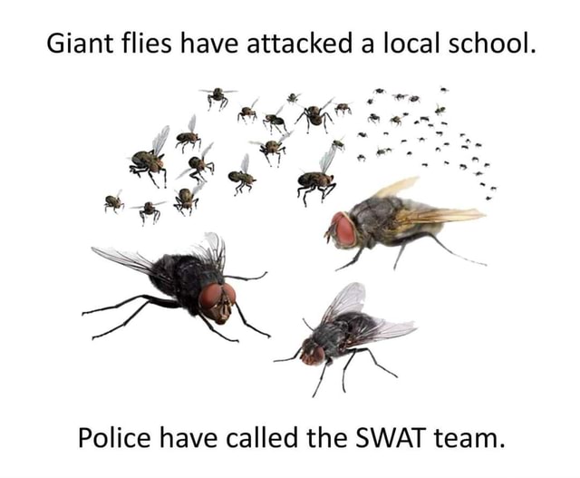Giant flies have attacked a local school. Police have called the SWAT ...