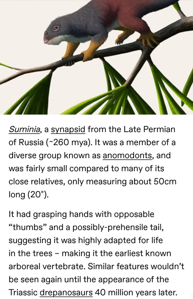 Suminia, a synapsid from the Late Permian of Russia ("260 mya). It was ...