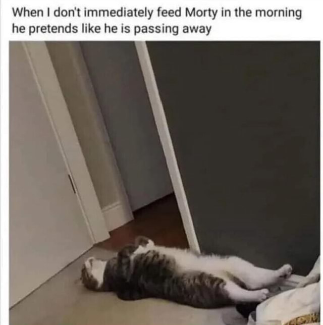 When I don't immediately feed Morty in the morning he pretends like he ...