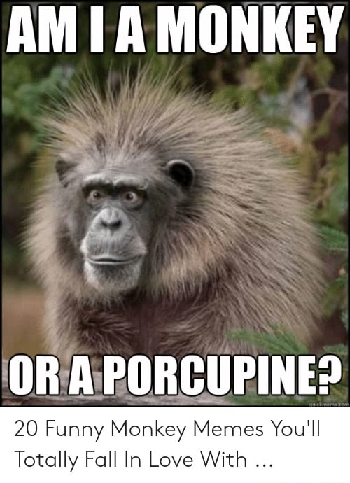 AM A MONKEY OR A PORCUPINE? 20 Funny Monkey Memes You'll Totally Fall ...