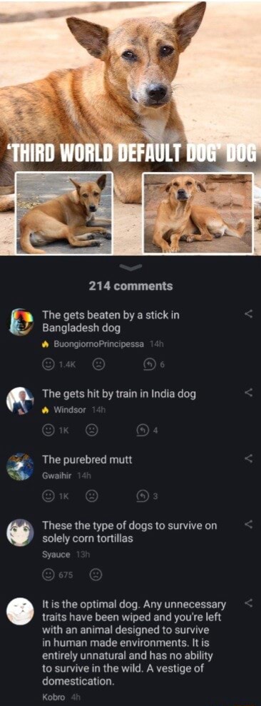 Ww "THIRD WORLD DEFAULT DOG' DOG 214 comments The gets beaten by a ...