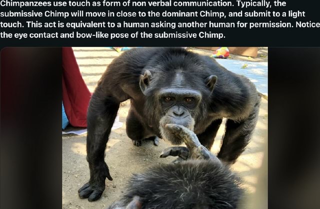 Chimpanzees use touch as form of non verbal communication. Typically ...