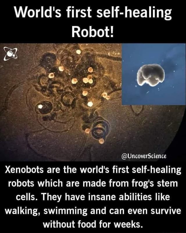 World's first self-healing Robot! @UncoverScience Xenobots are the ... World's first self-healing Robot! @UncoverScience Xenobots are the ...