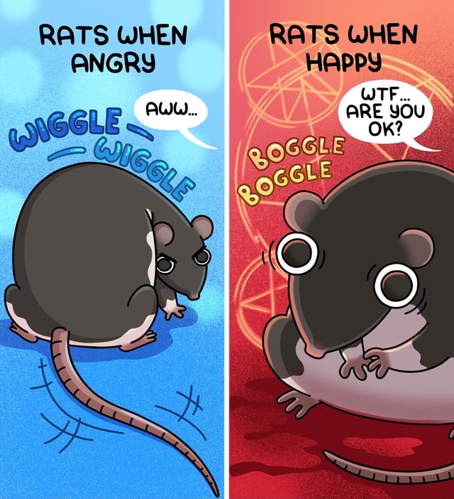 RATS WHEN RATS WHEN ANGRY HAPPY AWW... ARE yOU - iFunny