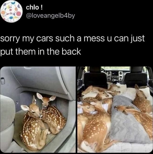 Sorry my cars such a mess u can just put them in the back - iFunny