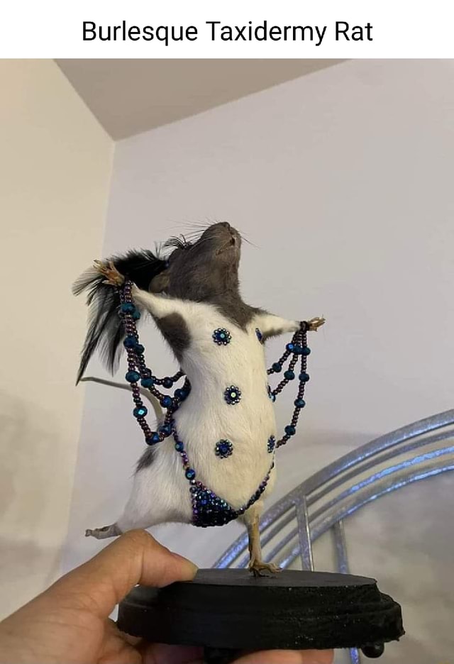Burlesque Taxidermy Rat - iFunny