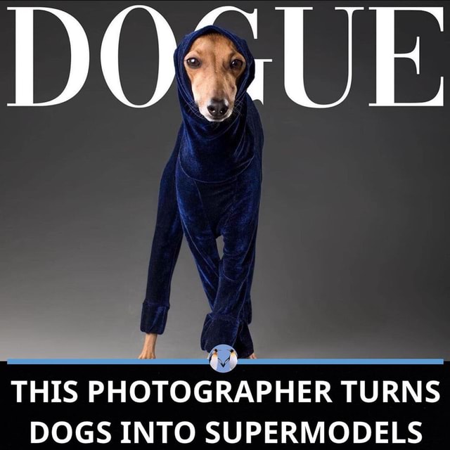 Yass 👏😂😂 (credit & permission @offleashstudio) - THIS PHOTOGRAPHER ...